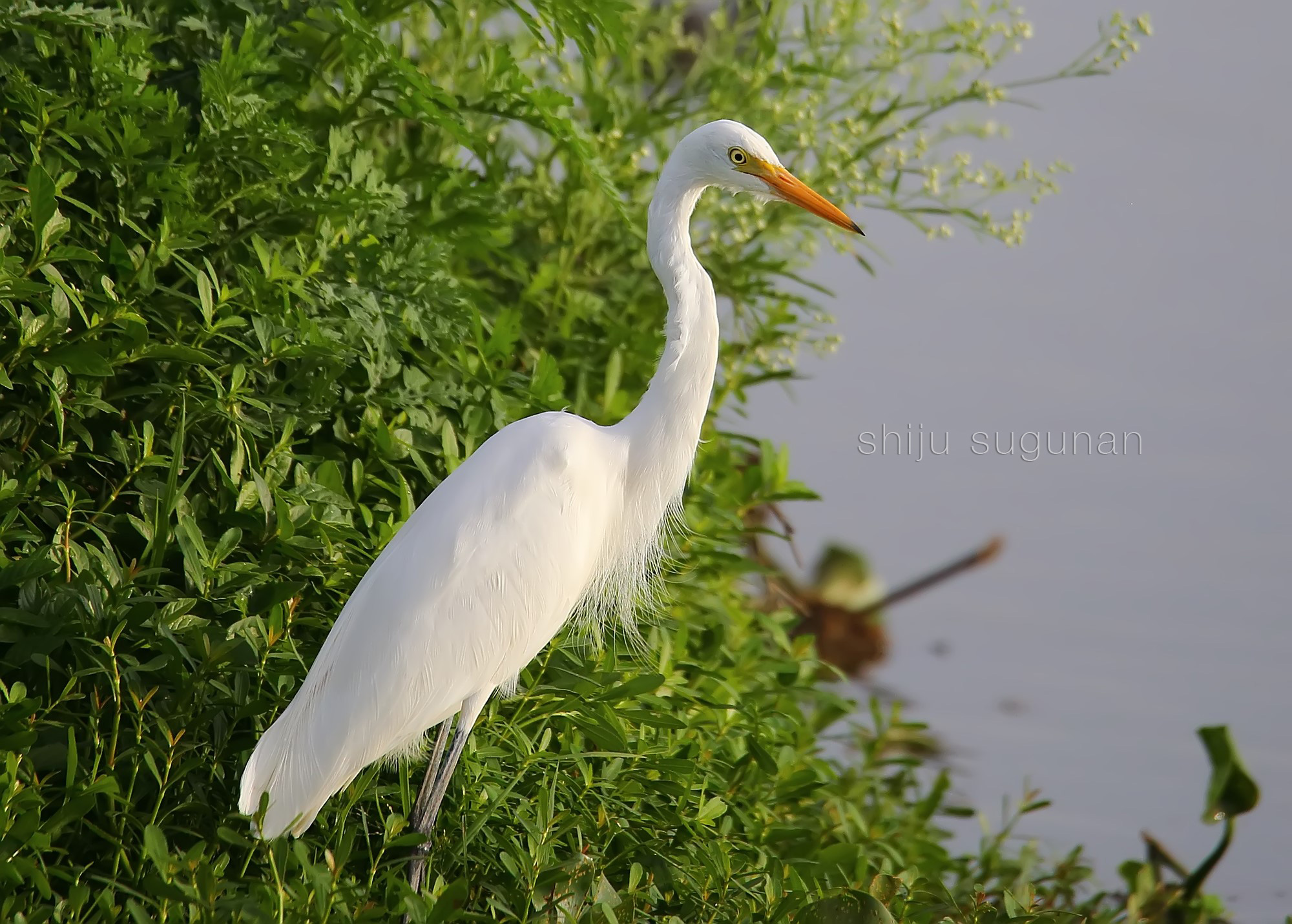 Cranium Bolts: Birding resumes after lockdown
