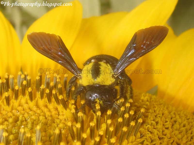 Insect Pollinators | Nature, Cultural, and Travel Photography Blog