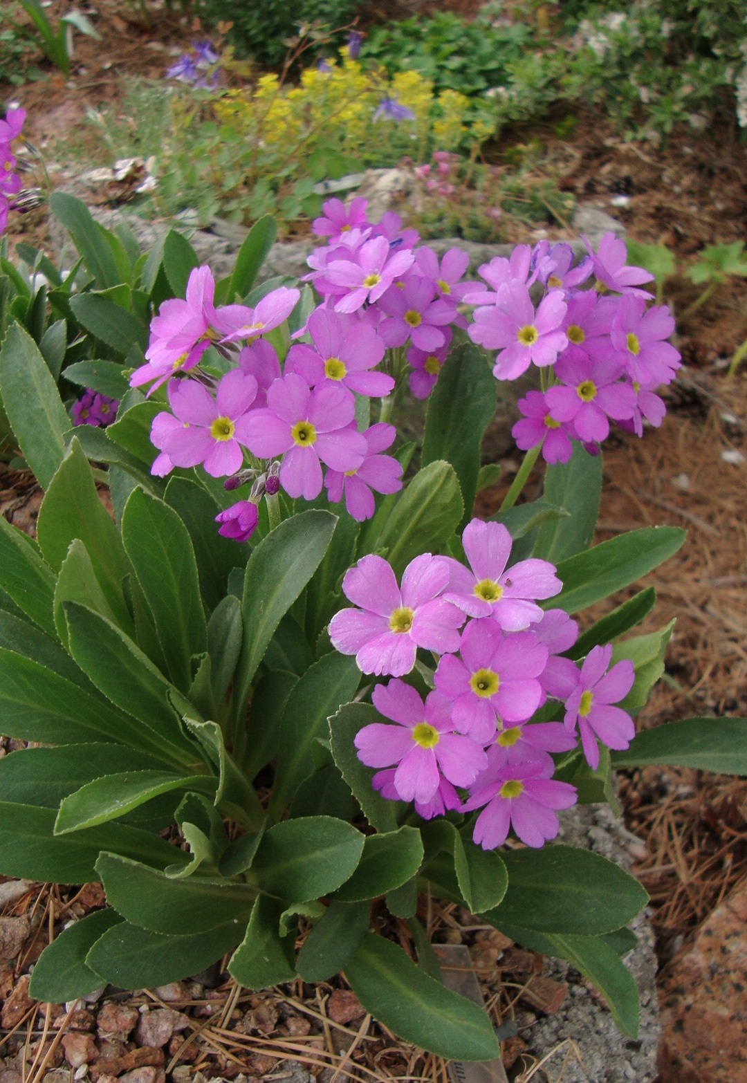 Prairiebreak: The best American primrose