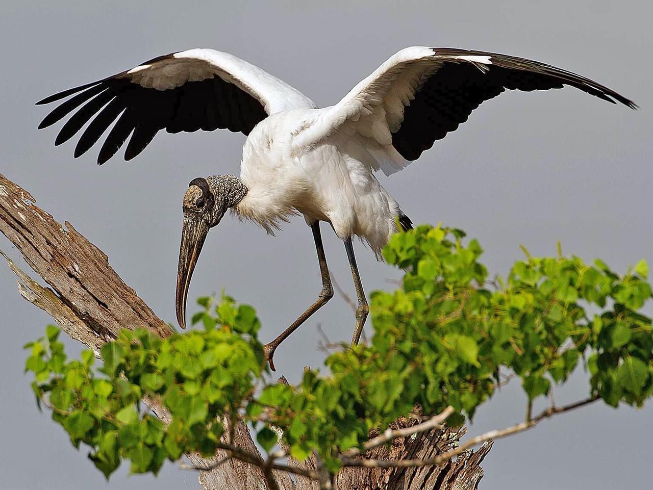 A Bird a Day!: April 22, 2020 S is for Stork!