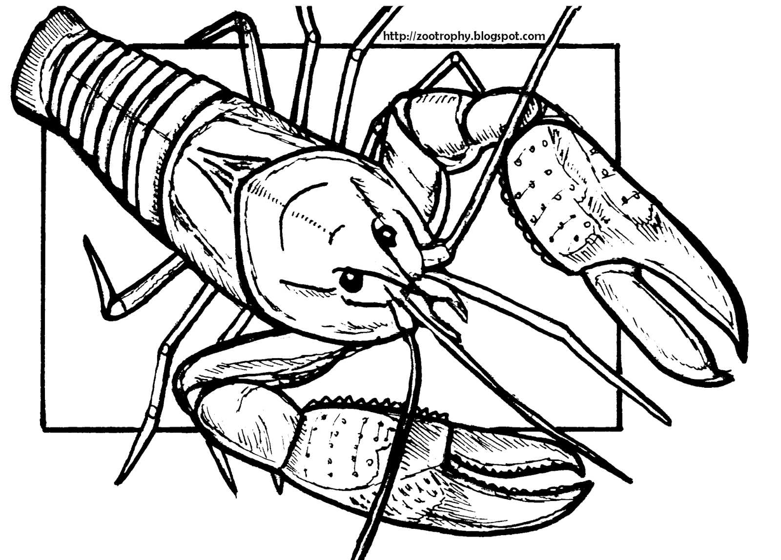 ZooTrophy Animal-a-Day Database: #854: Yabby