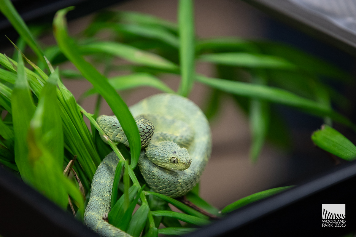 Snakes, spiders and reptiles find safe haven at Woodland Park Zoo