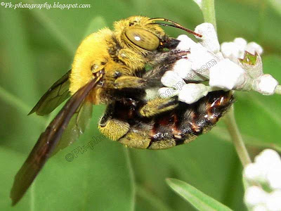 Teddy Bear Bee | Nature, Cultural, and Travel Photography Blog