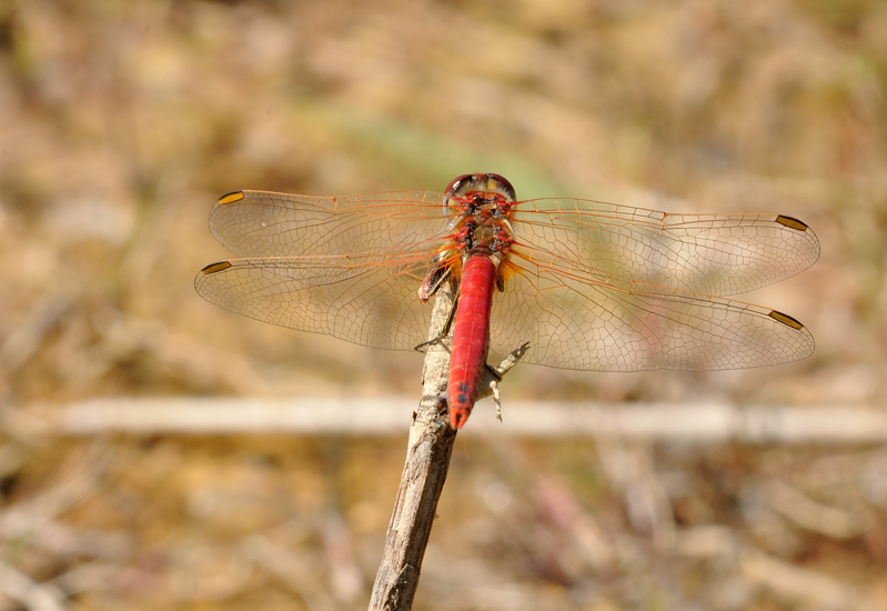 Steve Rogers birding: Red-veined Darter (Sympetrum fonscolombii) at ...
