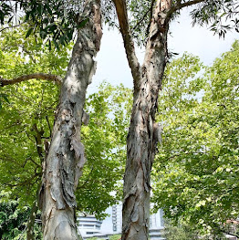 Singapore For Less: Common trees and plants