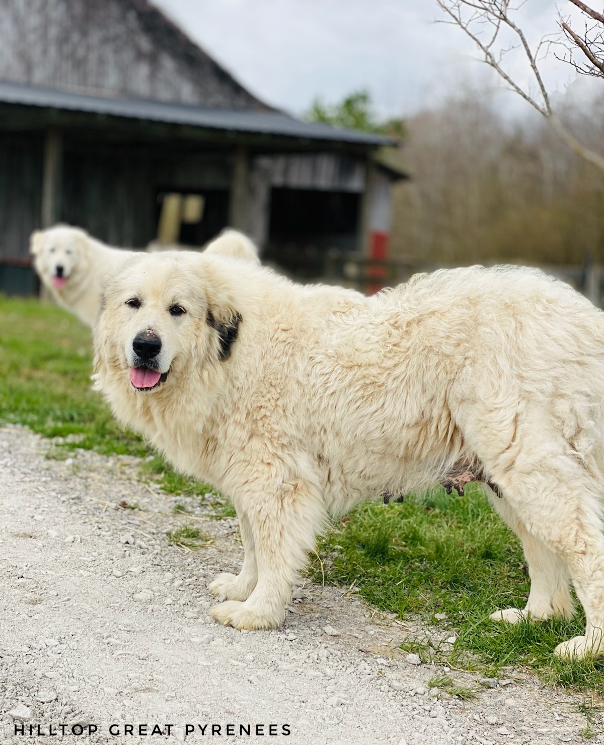 Hilltop Great Pyrenees: Our Breeding Pyrs