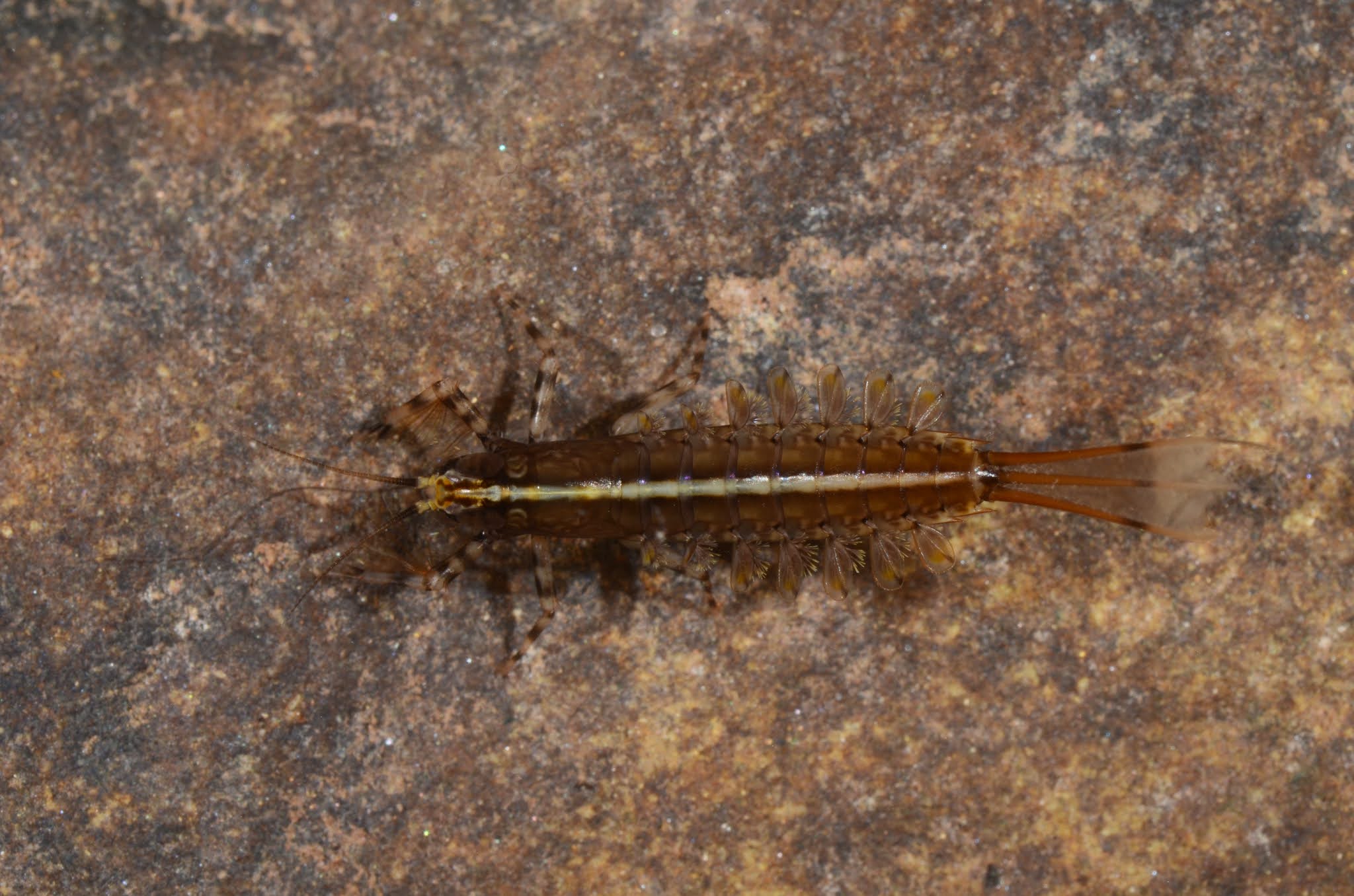 ANOTHER MAYFLY EASY ON THE EYES: SLATE DRAKES ARE BIG!! | Dave Rothrock ...