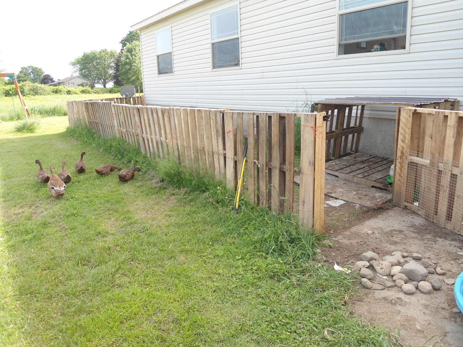 The Tactical Housewife: Duck Shelter!