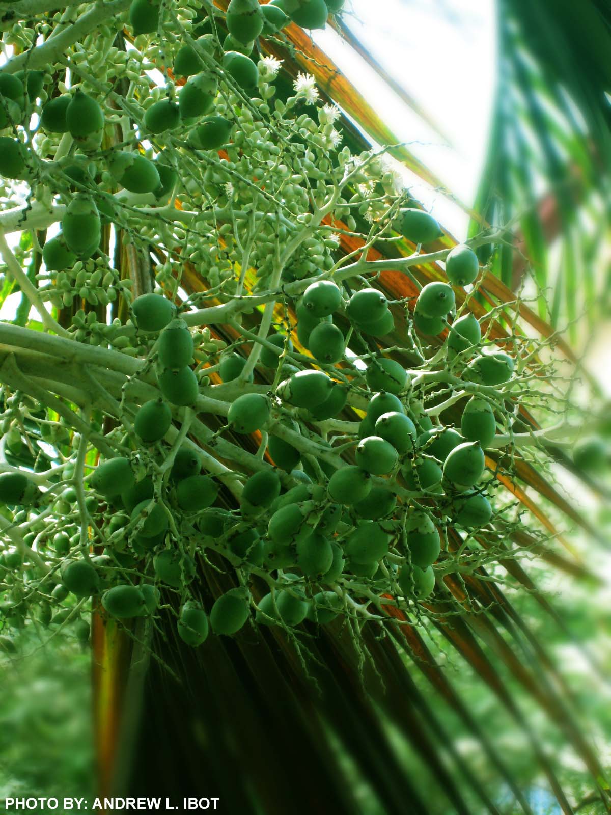 Ako si ANDREW IBOT!: Bunga - Halamang Gamot / Herbal Medicine