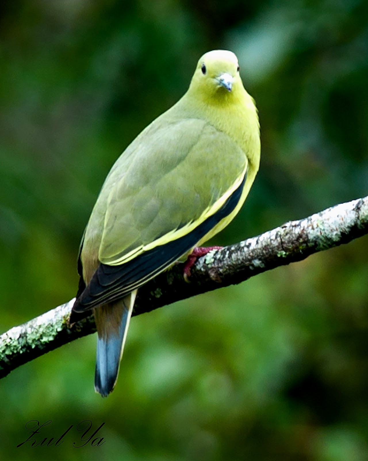 Zul Ya - Birds of Peninsular Malaysia: Kampung Mari 2 - Blue Rumped ...