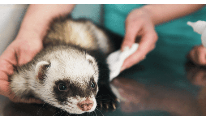Setting Up Your Ferret’s Health Plan: Vets and First-Aid Kits ~ We love ...