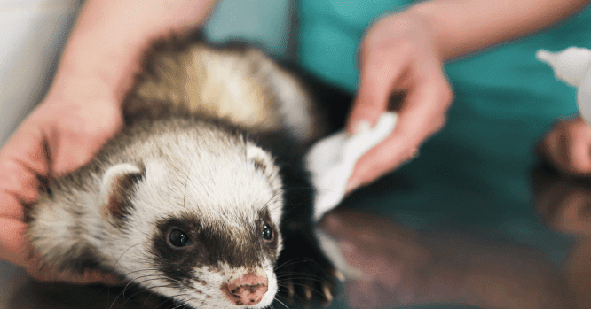 Setting Up Your Ferret’s Health Plan: Vets and First-Aid Kits ~ We love ...