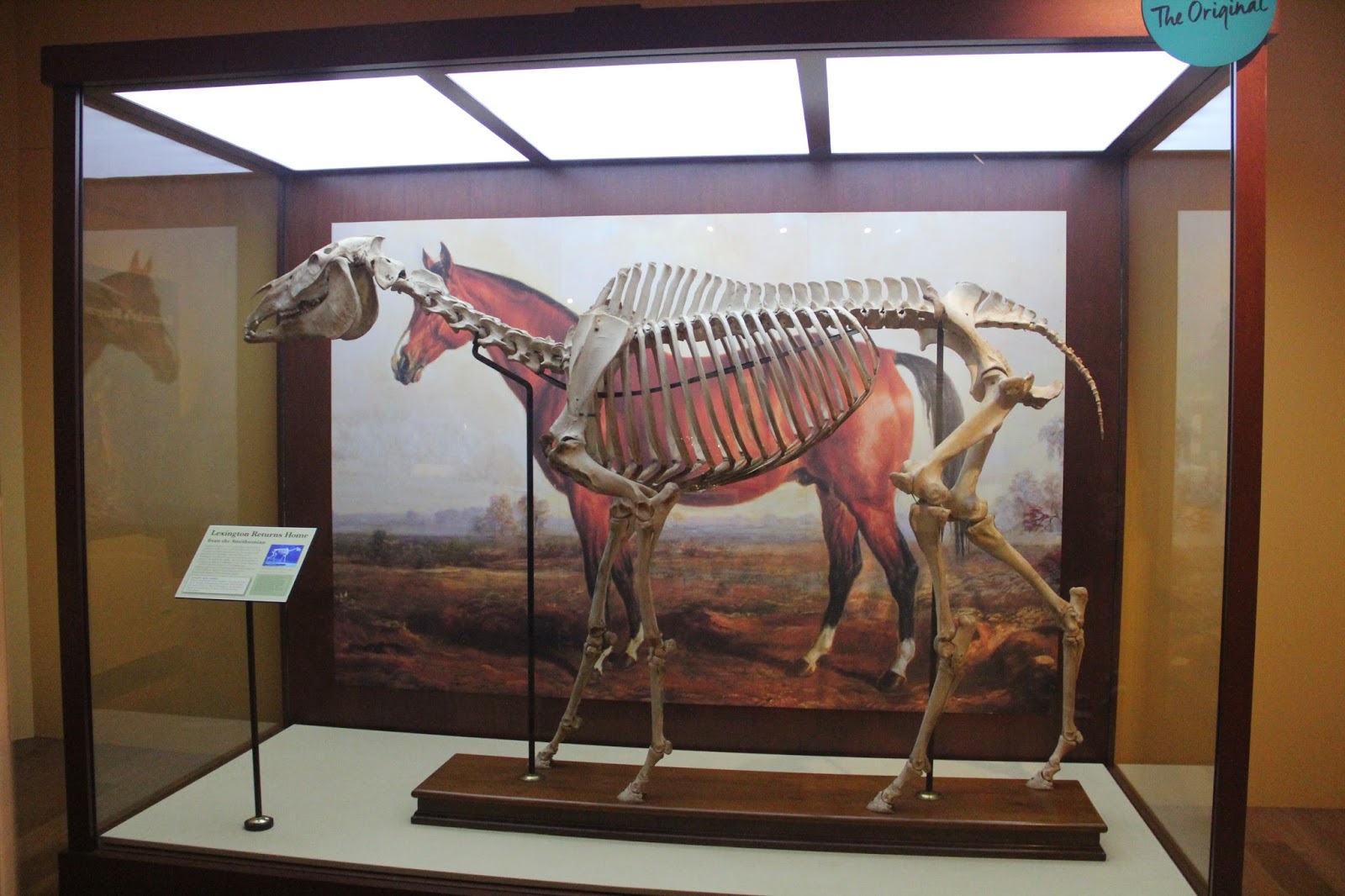 Two Cowgirls And A Jumper: The International Museum Of The Horse