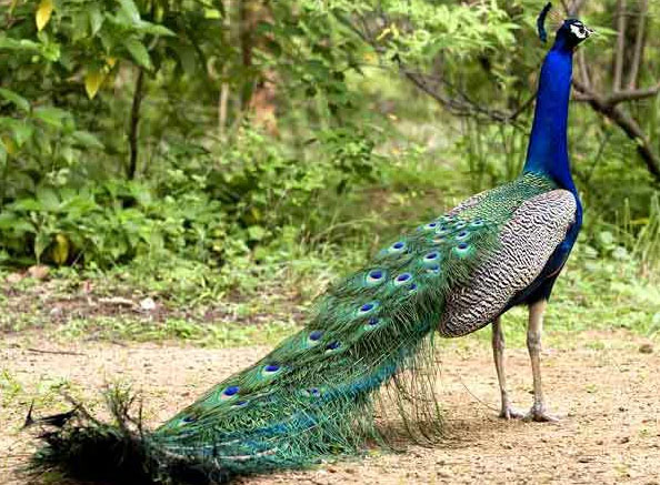 Merak India, Si Ekor Kipas yang Menyimbolkan Keindahan | RE Tawon