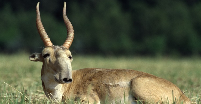 Unique Facts And Information: Saiga antelope An Amazing animal that ...