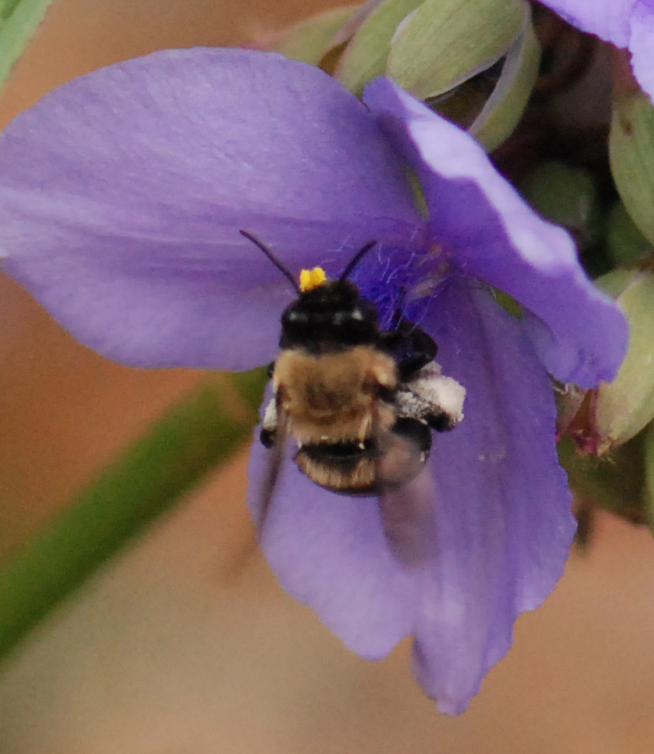 Gaia Garden: Southeastern Blueberry Bees