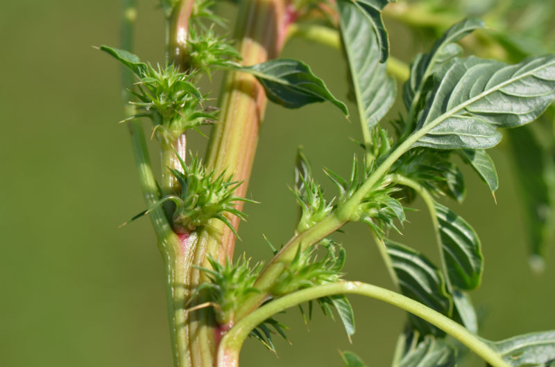 Be on the lookout for Palmer amaranth