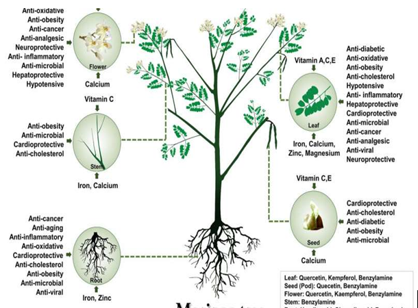 Miracle Tree: Sargavo (Moringa Oleifera)