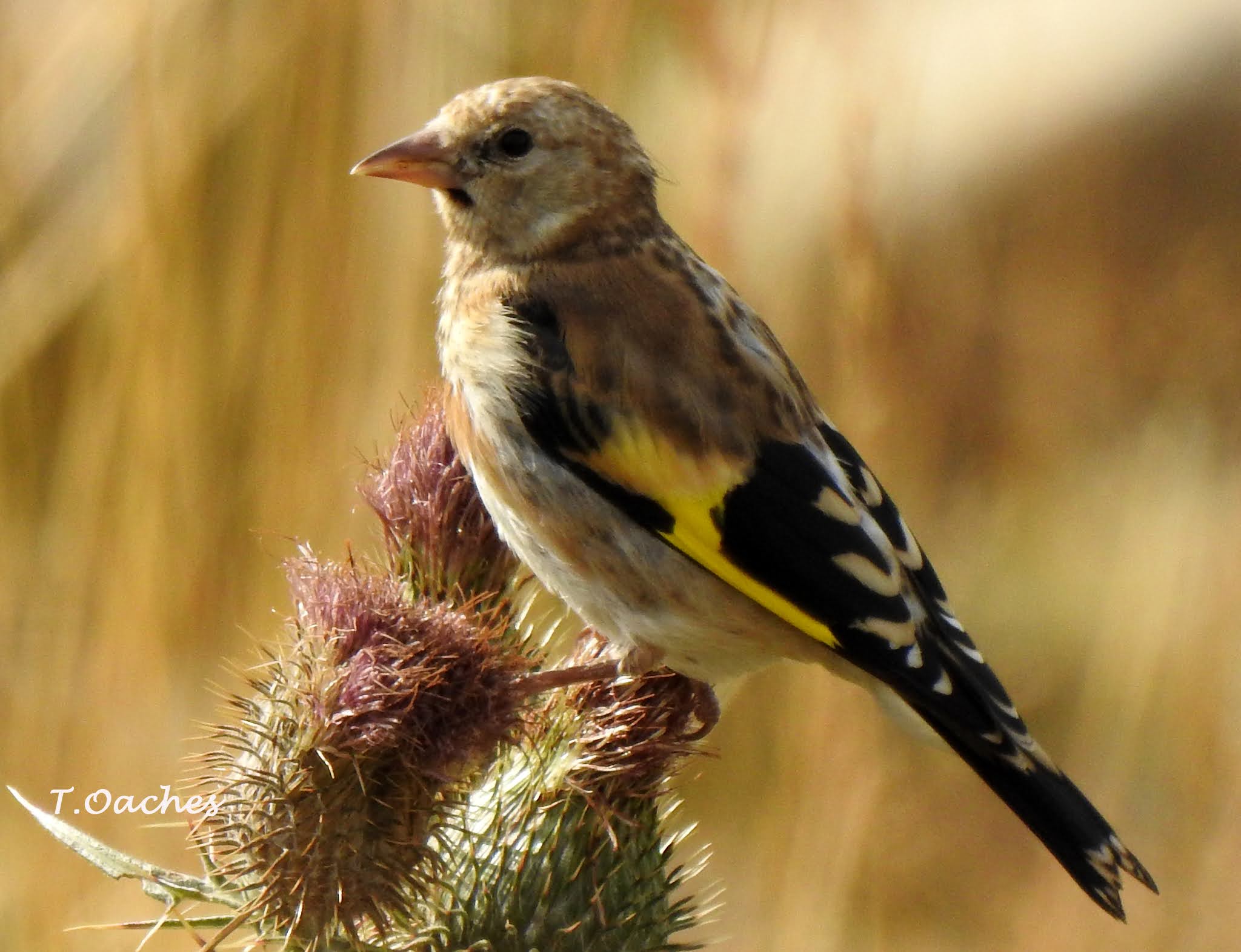 PASARI DIN ROMANIA: STICLETE(1), Carduelis carduelis