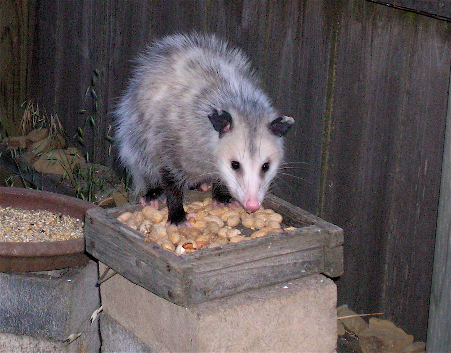 Art @ The Hermitage: Ugly..