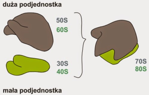 Biologia ogólna: 4. Komórka - Rybosom