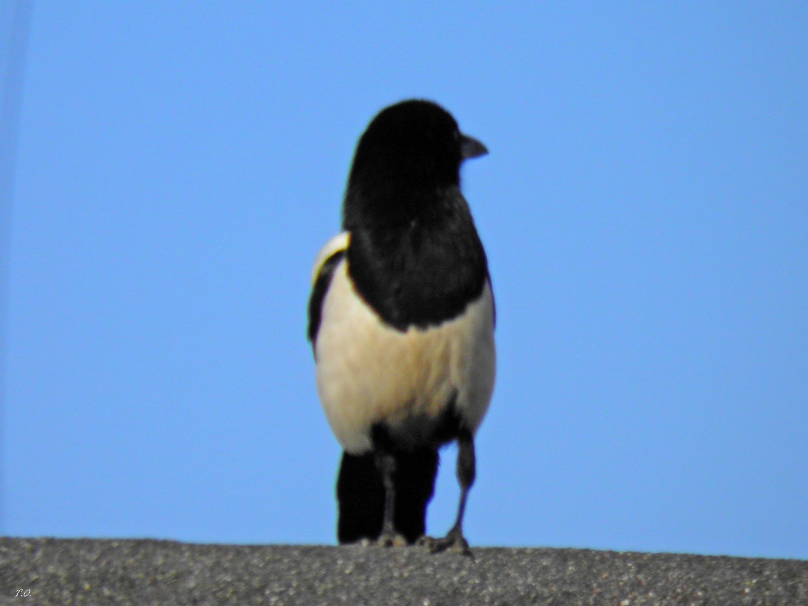 PASARI DIN ROMANIA: COTOFANA, Pica pica