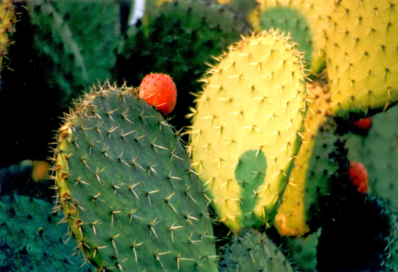 SANLUISsazo: EL NOPAL EN SAN LUIS POTOSI