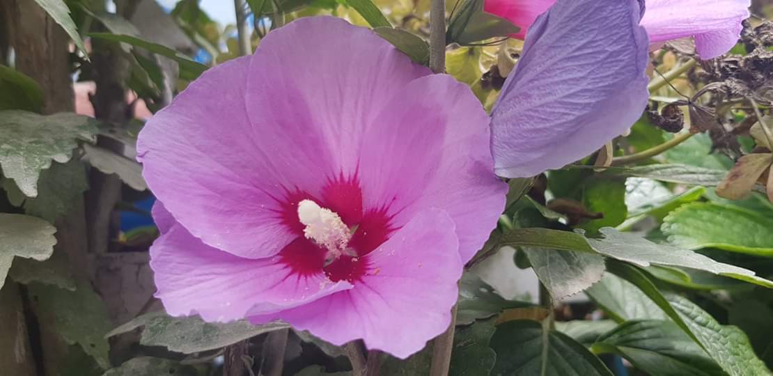 harimohans: Syabrubesi in Nepal
