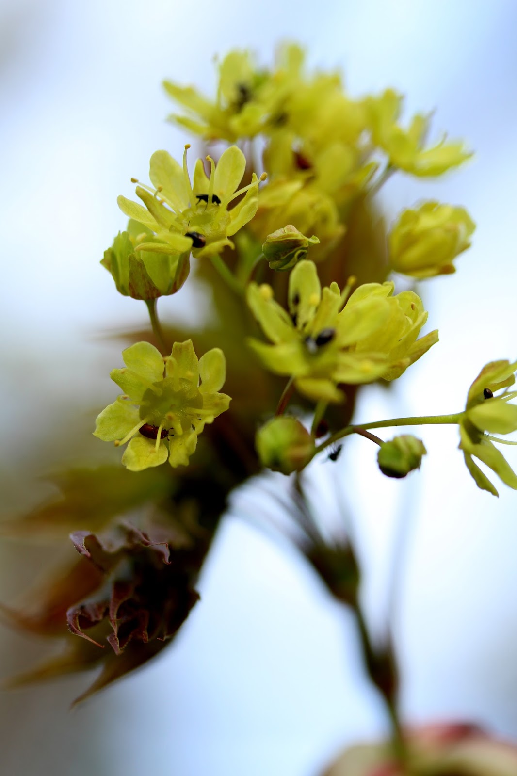Koivuharjun puutarhasta kuvattua ja kuvailtua: Vaahtera kukkii