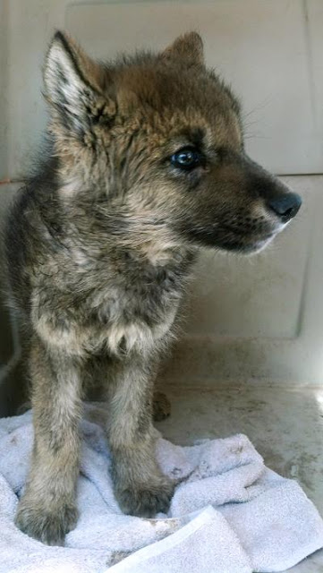 White Wolf : Lost wolf pup headed to new home