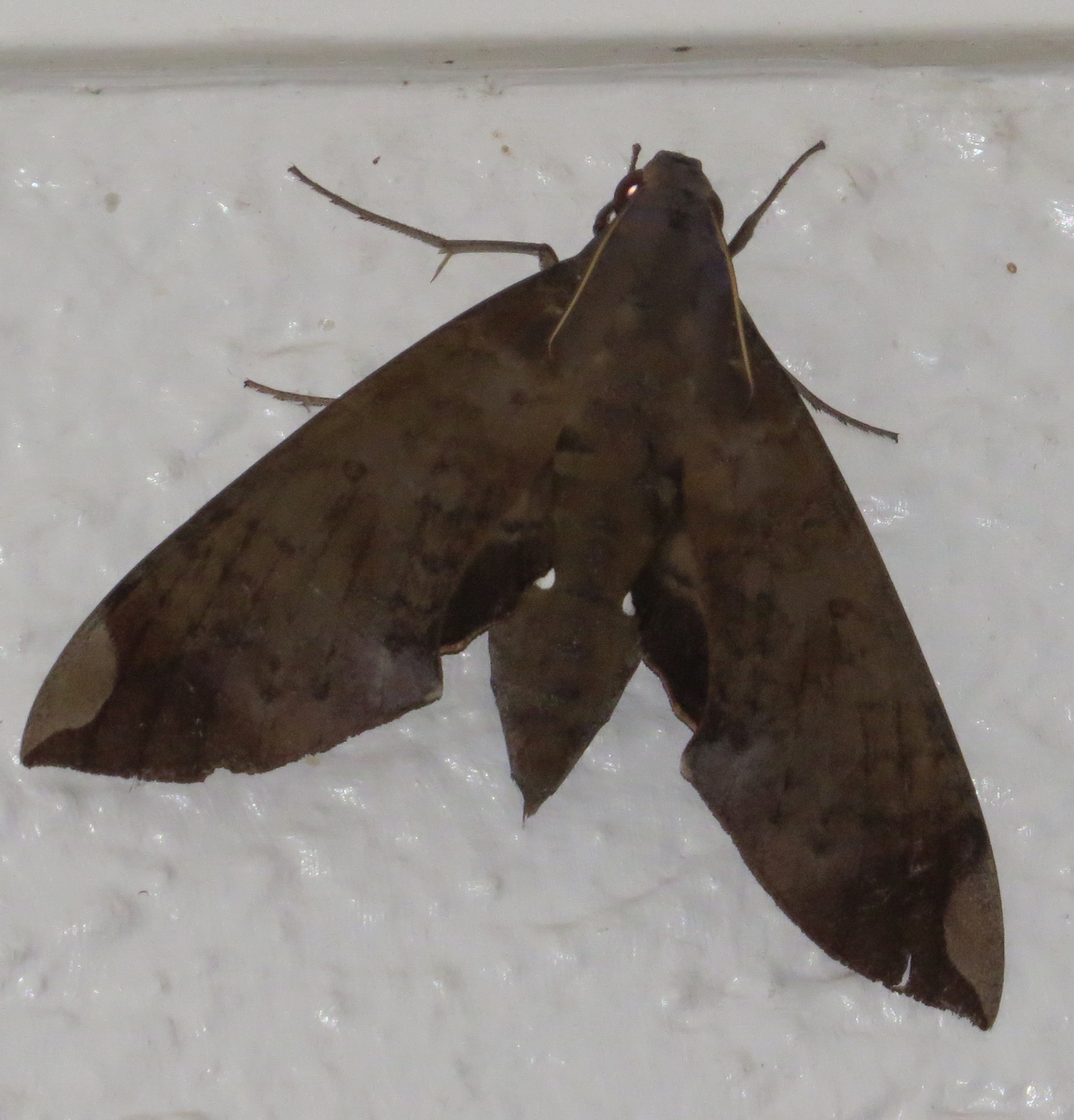 Hiking Curaçao - Flora and Fauna: Giant Moth - Grote Nachtvlinder