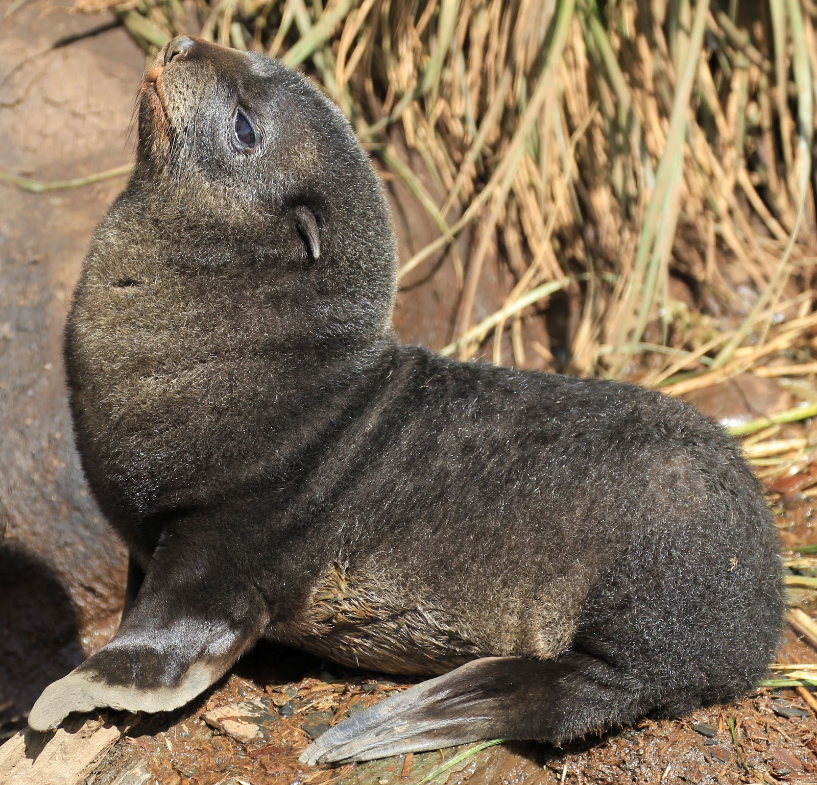 Heading South: Hippo Ears