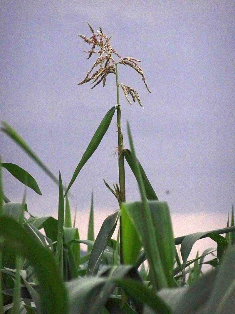El cuexcomate: Teocintle y maíz - juntos pero no revueltos