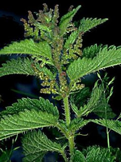 şifalı bitkiler: Şifalı Bitkilerin Kullanımı