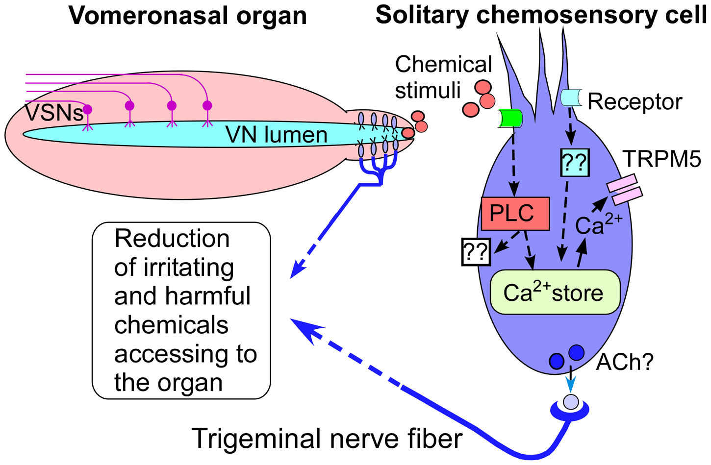 EXAMS AND ME : Jacobsons Organ