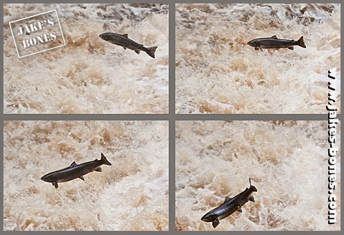 Watching the salmon run : Jake's Bones