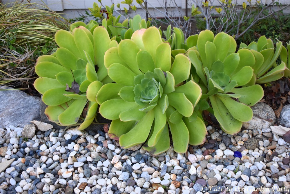 Late to the Garden Party: The Wonderful World of Aeoniums