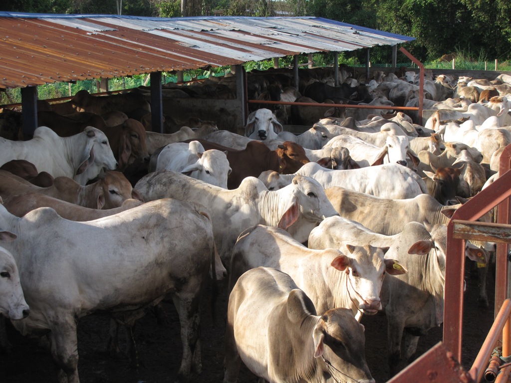 Laka Temin Silaj Sdn Bhd: Jualan Lembu Korban 2011