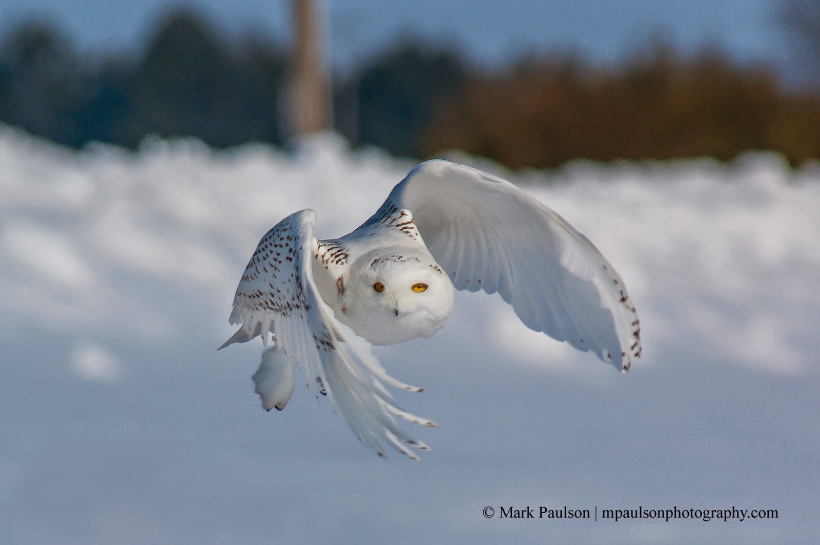 MAP Artistic Photography: Birds