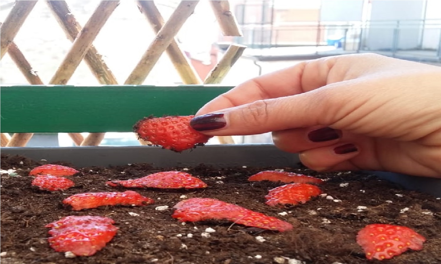 Comment faire pousser des fraises à partir du fruit - Jardin et paysage