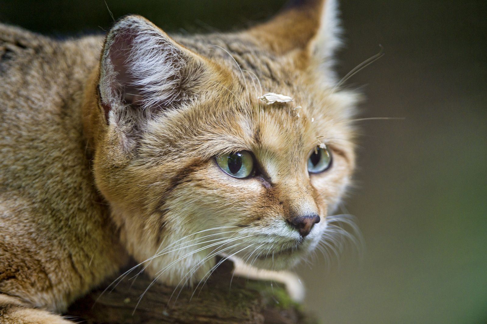 SAND CAT photos - wallpapers (ανανεωμένο) | the fun bank
