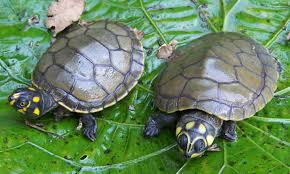 PLAAN : Tortuga Charapa - Podocnemis expansa