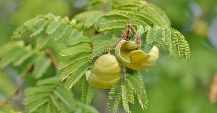Orgullo Calentano - Región de Tierra Caliente: Cascalote árbol nativo ...