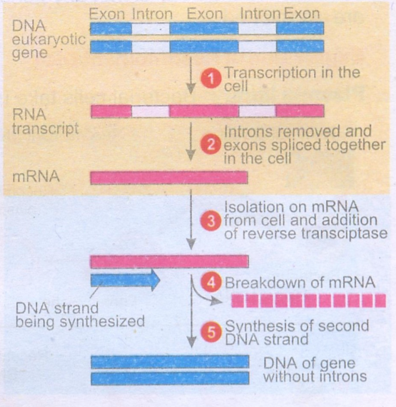 Knowledge Class: Genetic Engineering well explained