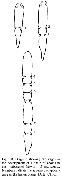 Evolution and Significance of Metamerism