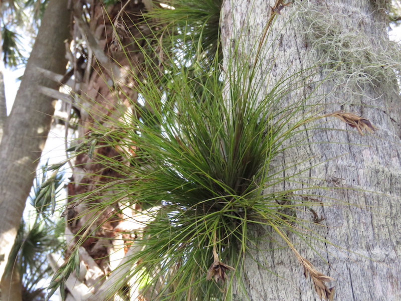 Birdernaturalist: 2017