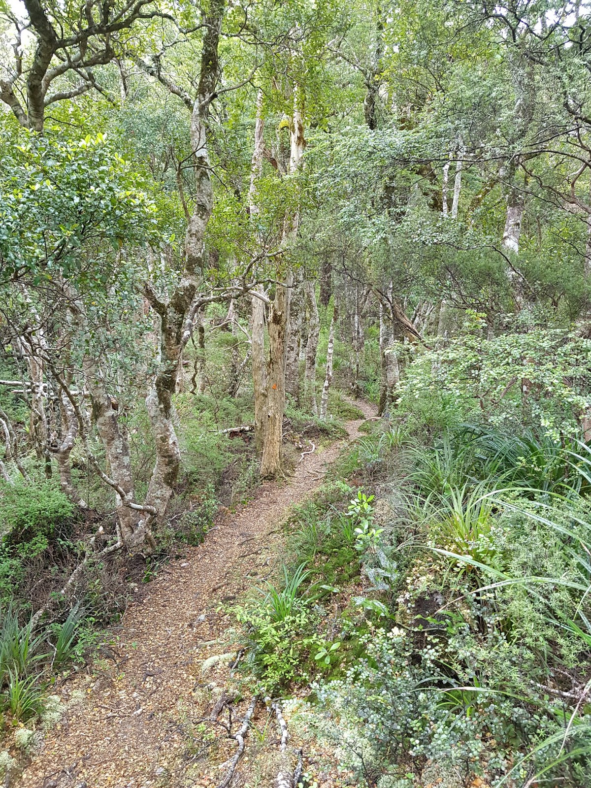Tramping the Tararuas: Blue Range Hut