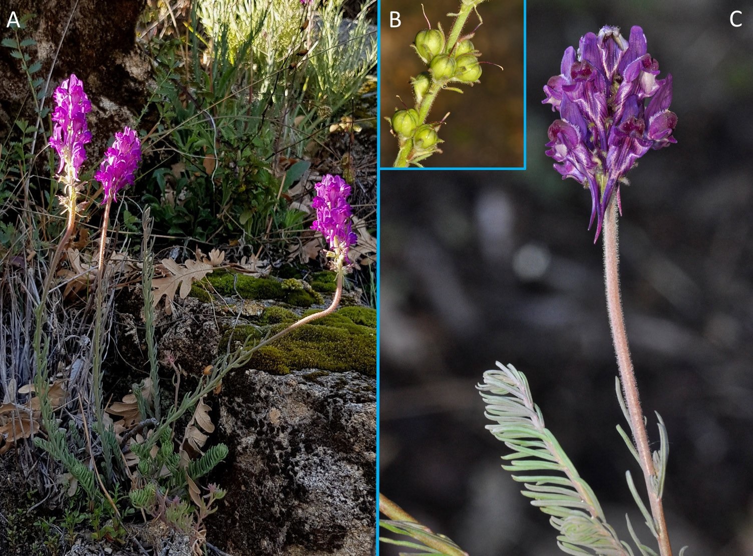 Species New to Science: [Botany • 2019] Linaria vettonica ...