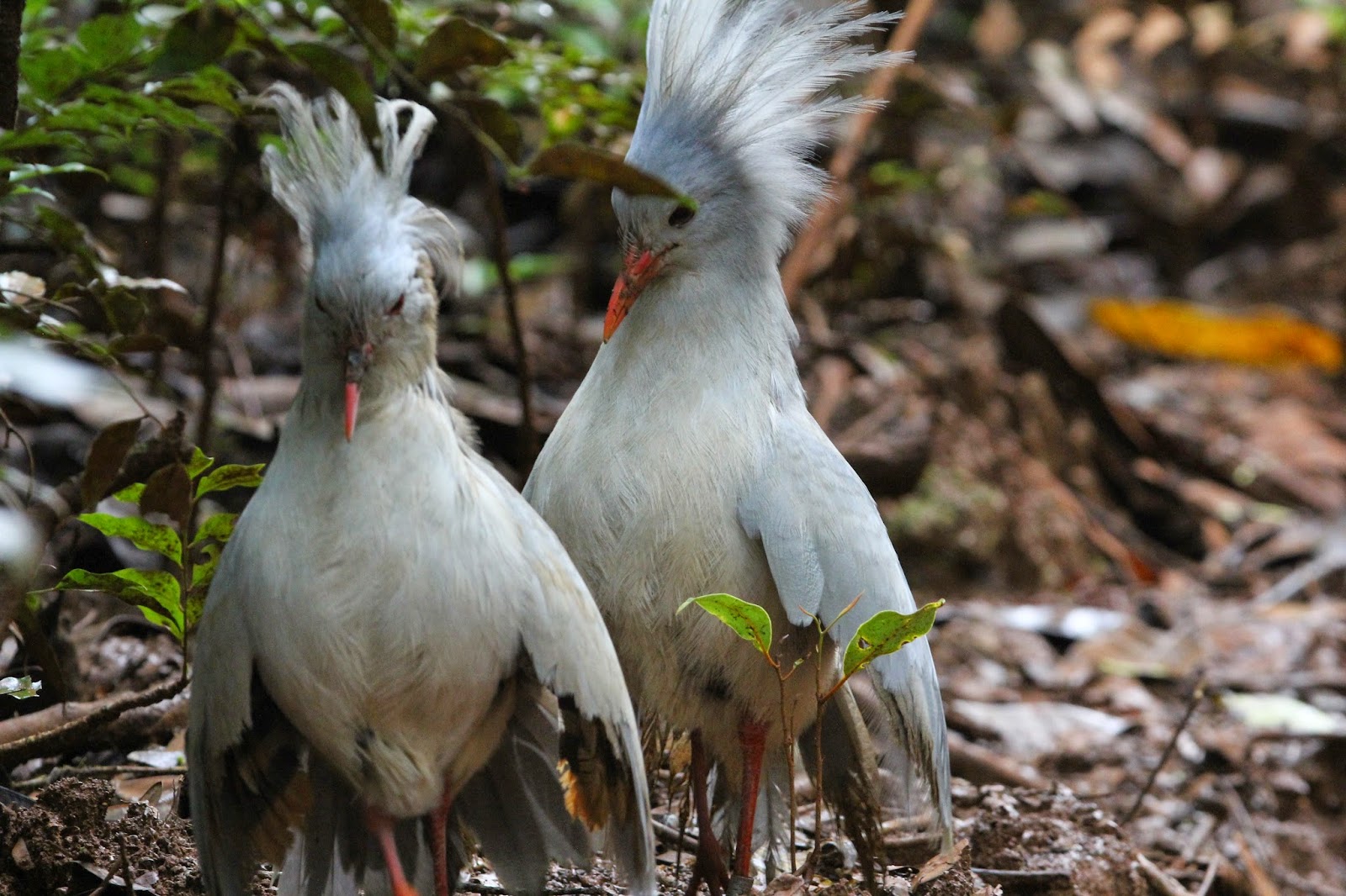 Worldbirder: Kagu: Photo Essay