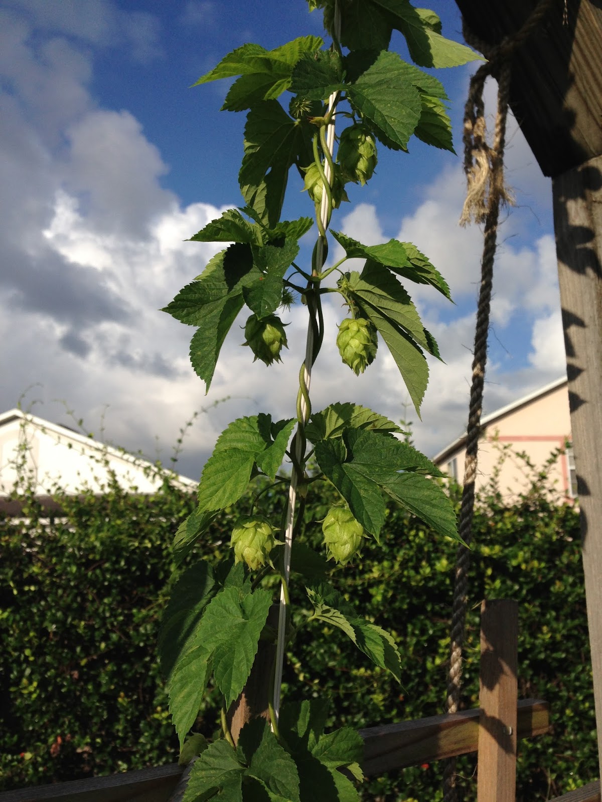 Dunerbrew: Harvesting and drying home grown hops - Hops in Florida